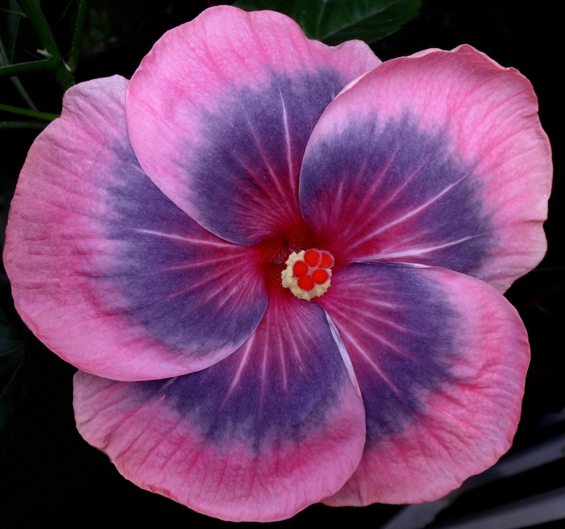 Southern California Hibiscus Society – The Incredible New World of Hibiscus