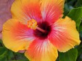 Alicja B. Lombard – Southern California Hibiscus Society
