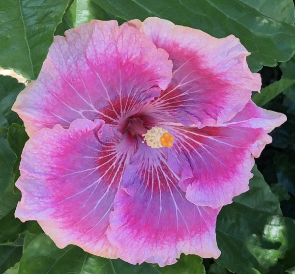 Care & Growing – Southern California Hibiscus Society