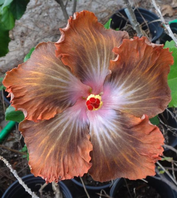 Care & Growing – Southern California Hibiscus Society