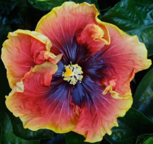 The Southern California Hibiscus Society – Southern California Hibiscus ...