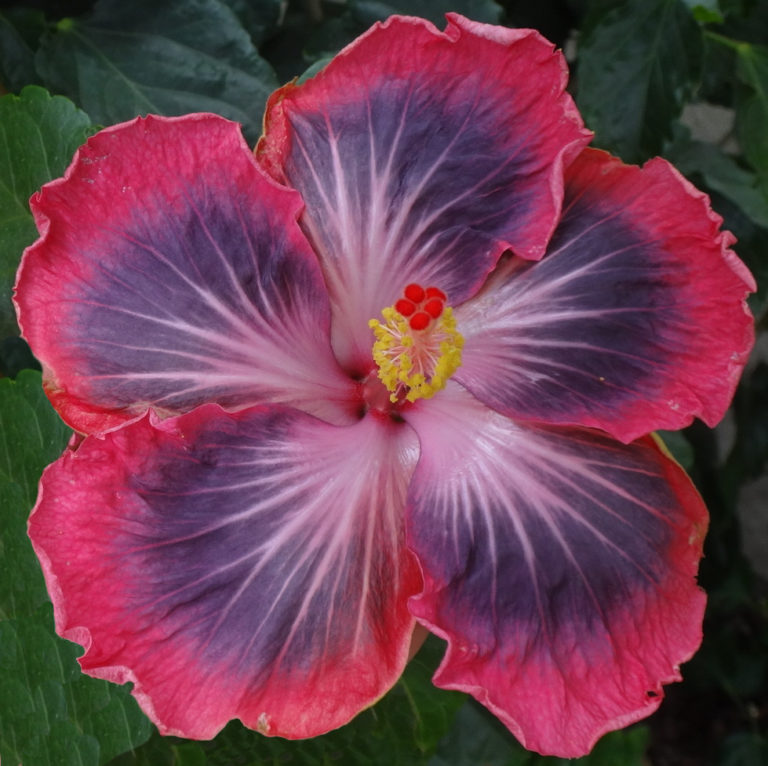 Southern California Hibiscus Society – The Incredible New World of Hibiscus