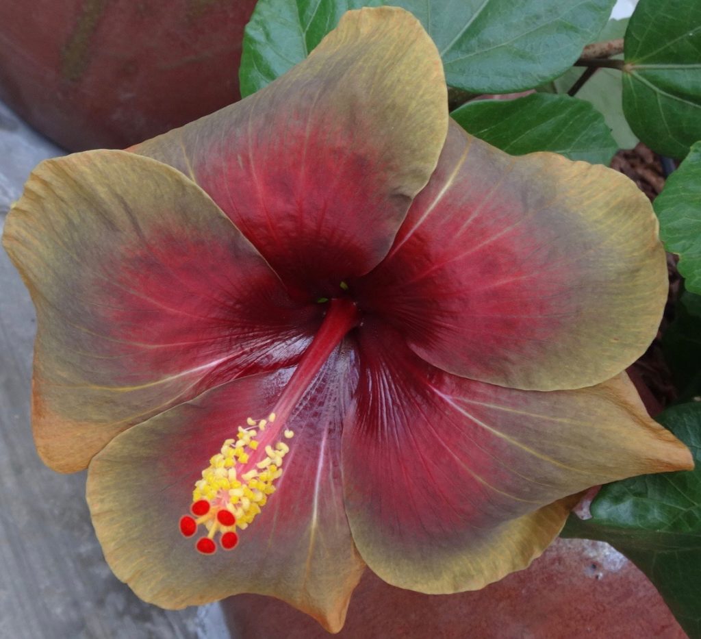 Southern California Hibiscus Society – The Incredible New World of Hibiscus