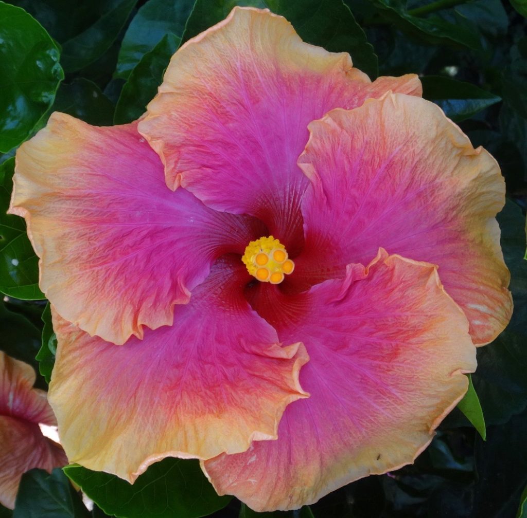 The Southern California Hibiscus Society – Southern California Hibiscus ...