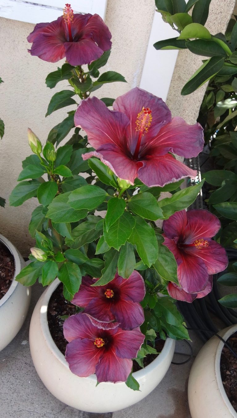 The Golden Rule – Southern California Hibiscus Society