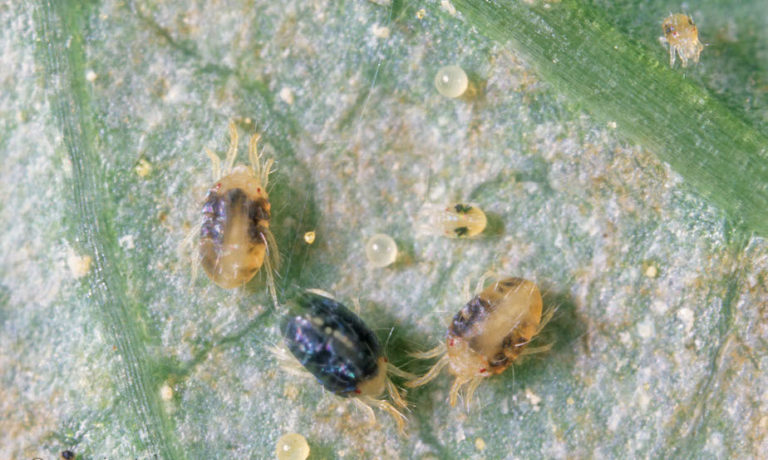 Spider Mites – Southern California Hibiscus Society