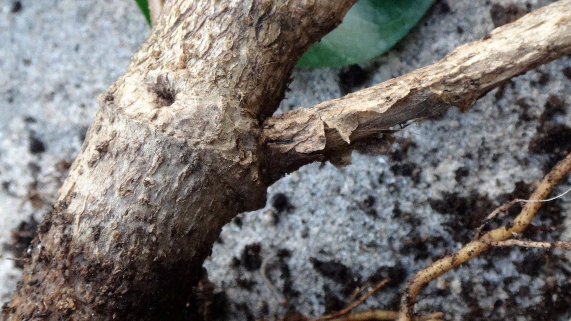 Branch Tip Dieback & Root Rot – Southern California Hibiscus Society