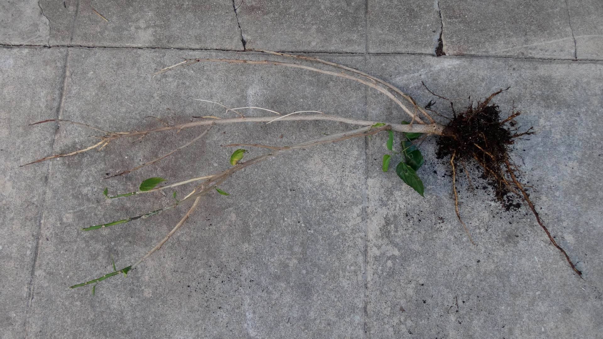 Branch Tip Dieback & Root Rot – Southern California Hibiscus Society