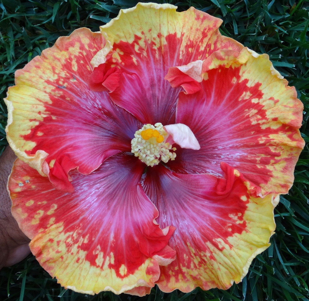 Propagation – Southern California Hibiscus Society