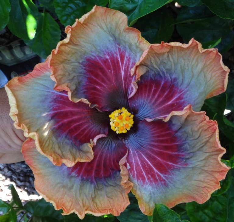 Hybridizing – Southern California Hibiscus Society