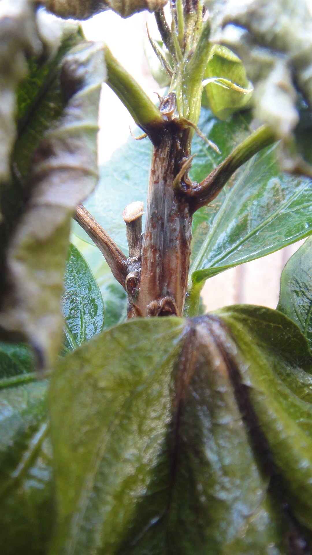 Branch Tip Dieback & Root Rot – Southern California Hibiscus Society