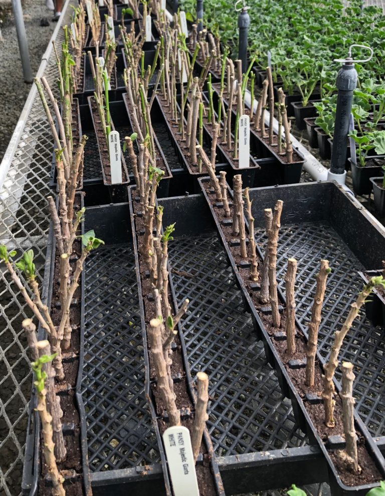 Rooting – Southern California Hibiscus Society