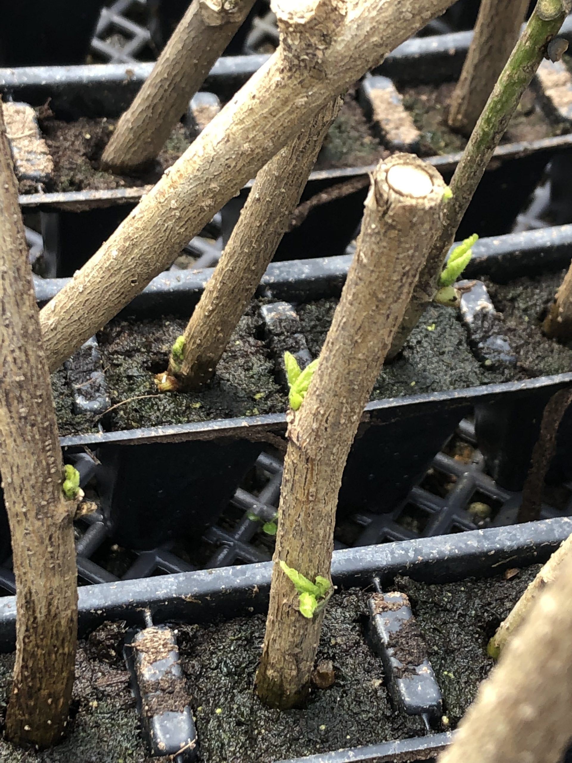 Rooting – Southern California Hibiscus Society