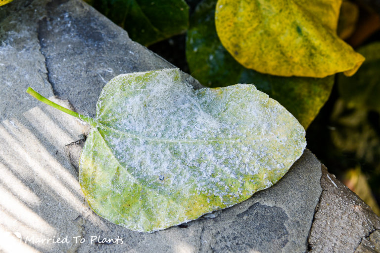 White Flies – Southern California Hibiscus Society