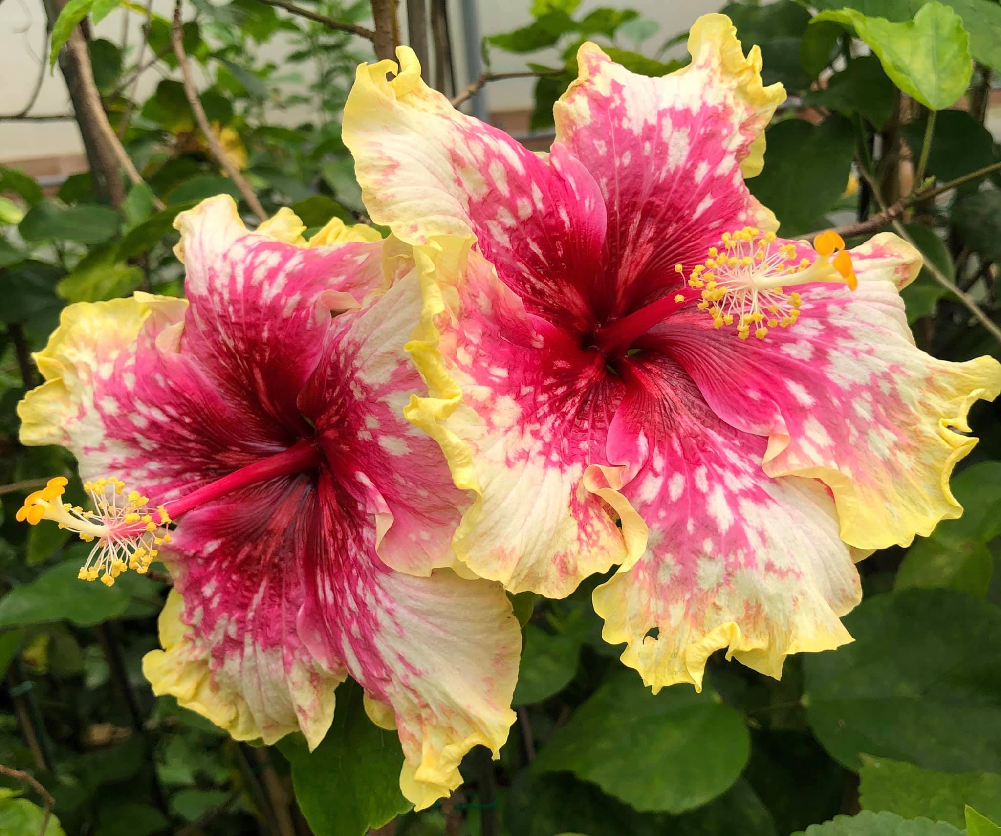 Flower Show Judging Guidelines – So Cal Hibiscus Society