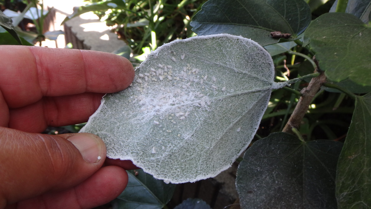 White Flies – Southern California Hibiscus Society