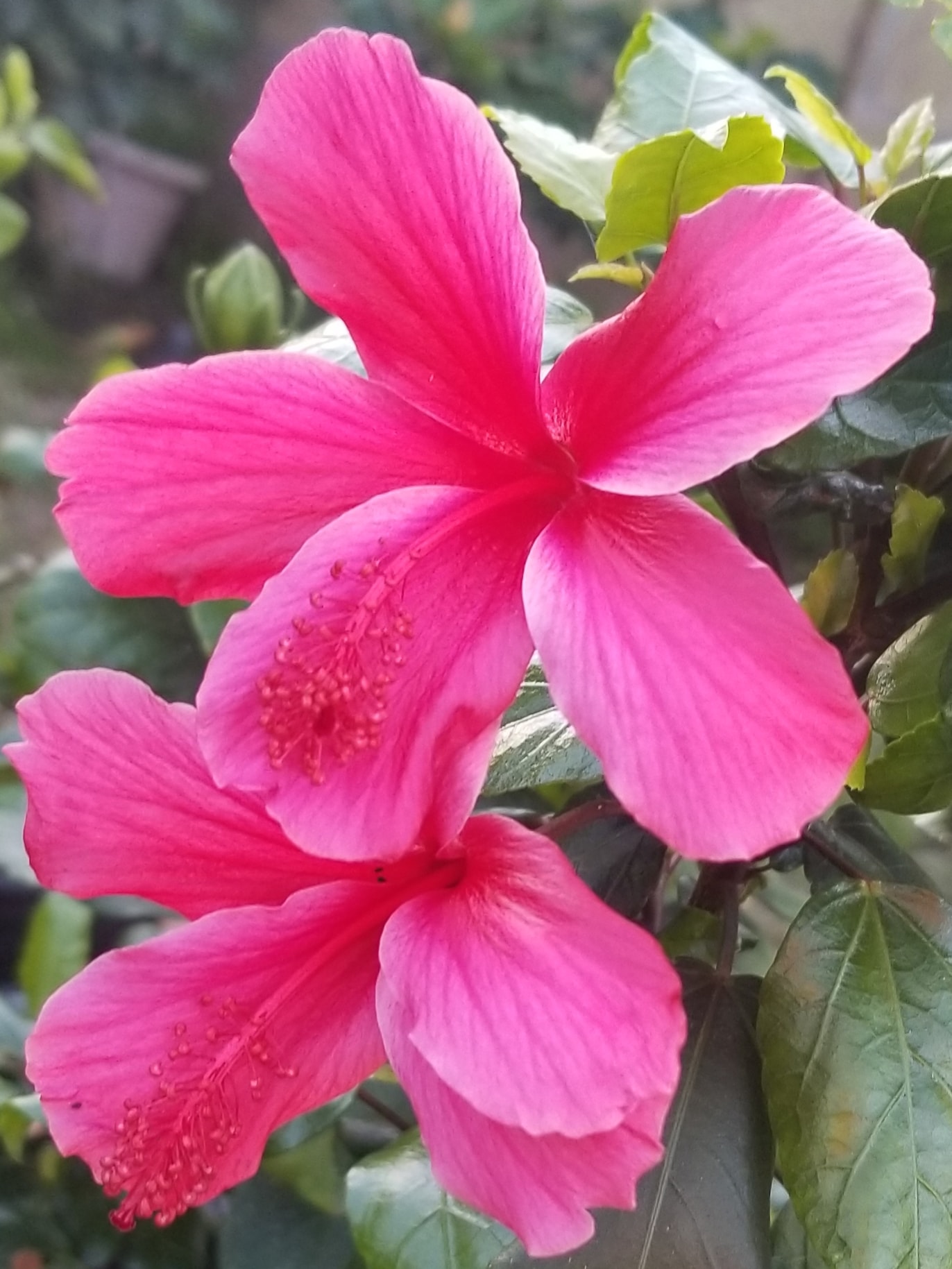 Southern California Hibiscus Society – The Incredible New World of Hibiscus