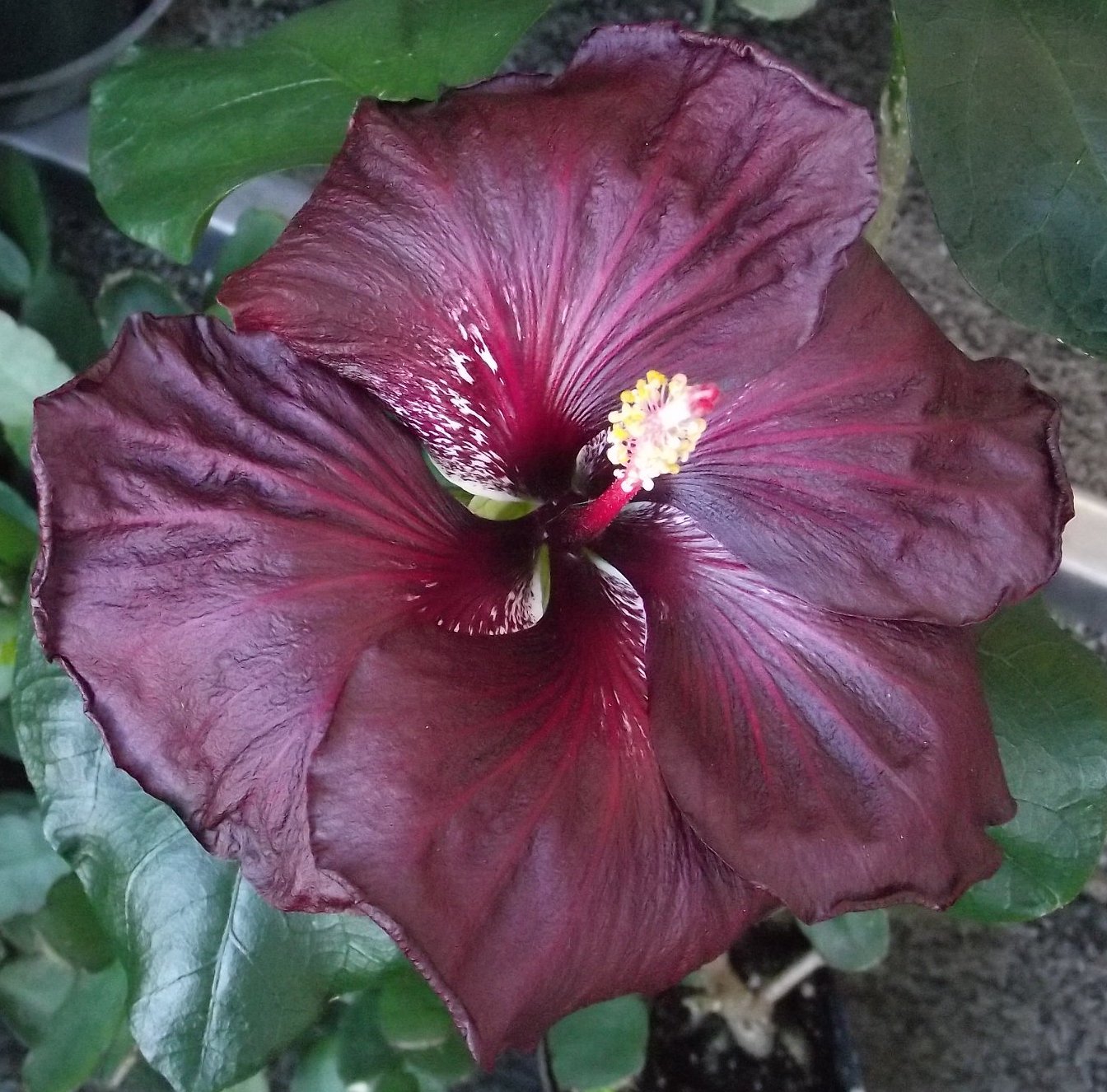 Southern California Hibiscus Society – The Incredible New World of Hibiscus