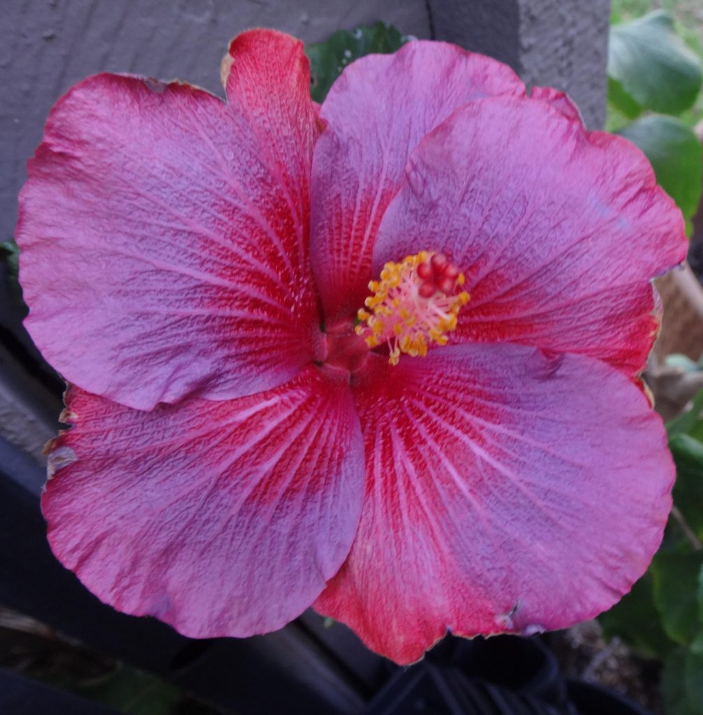 Southern California Hibiscus Society – The Incredible New World of Hibiscus