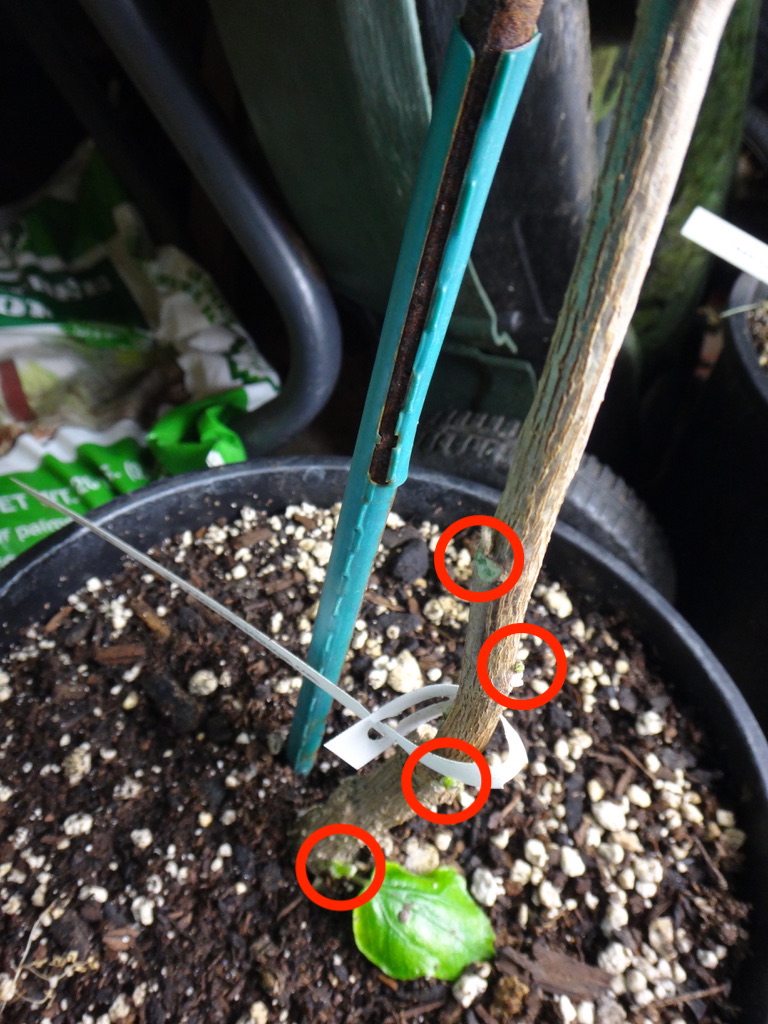 Leaf Wilt – Southern California Hibiscus Society